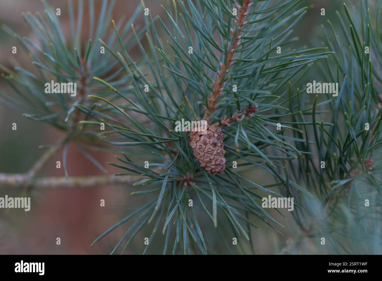 Close-up of branches and fir cone of a growing Scots Pine Tree, Pinus ...