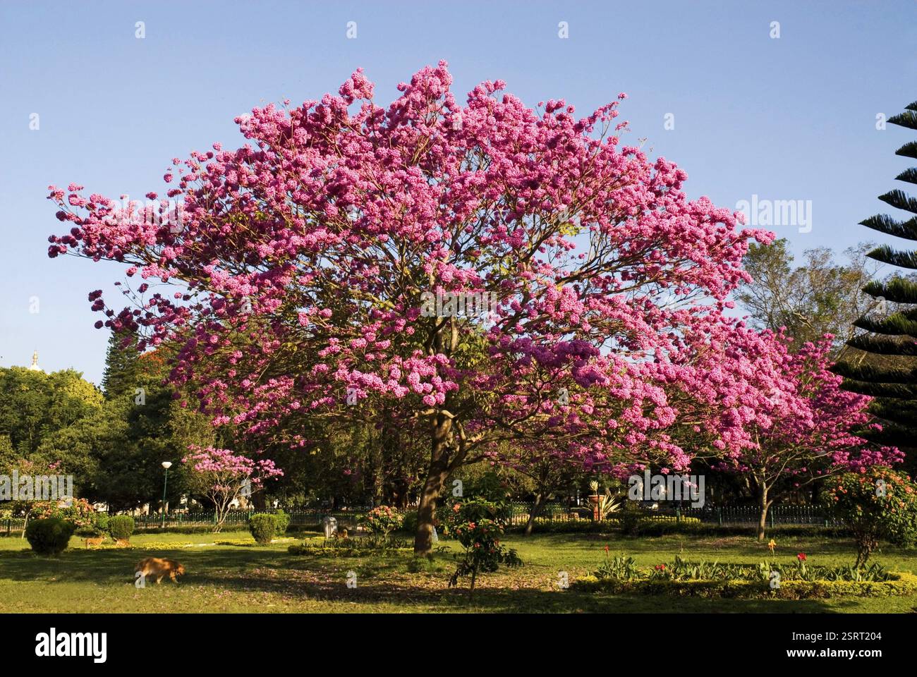 Tabebuia Avallanaedae tree in bloom in Cubbon Park, Bangalore ...