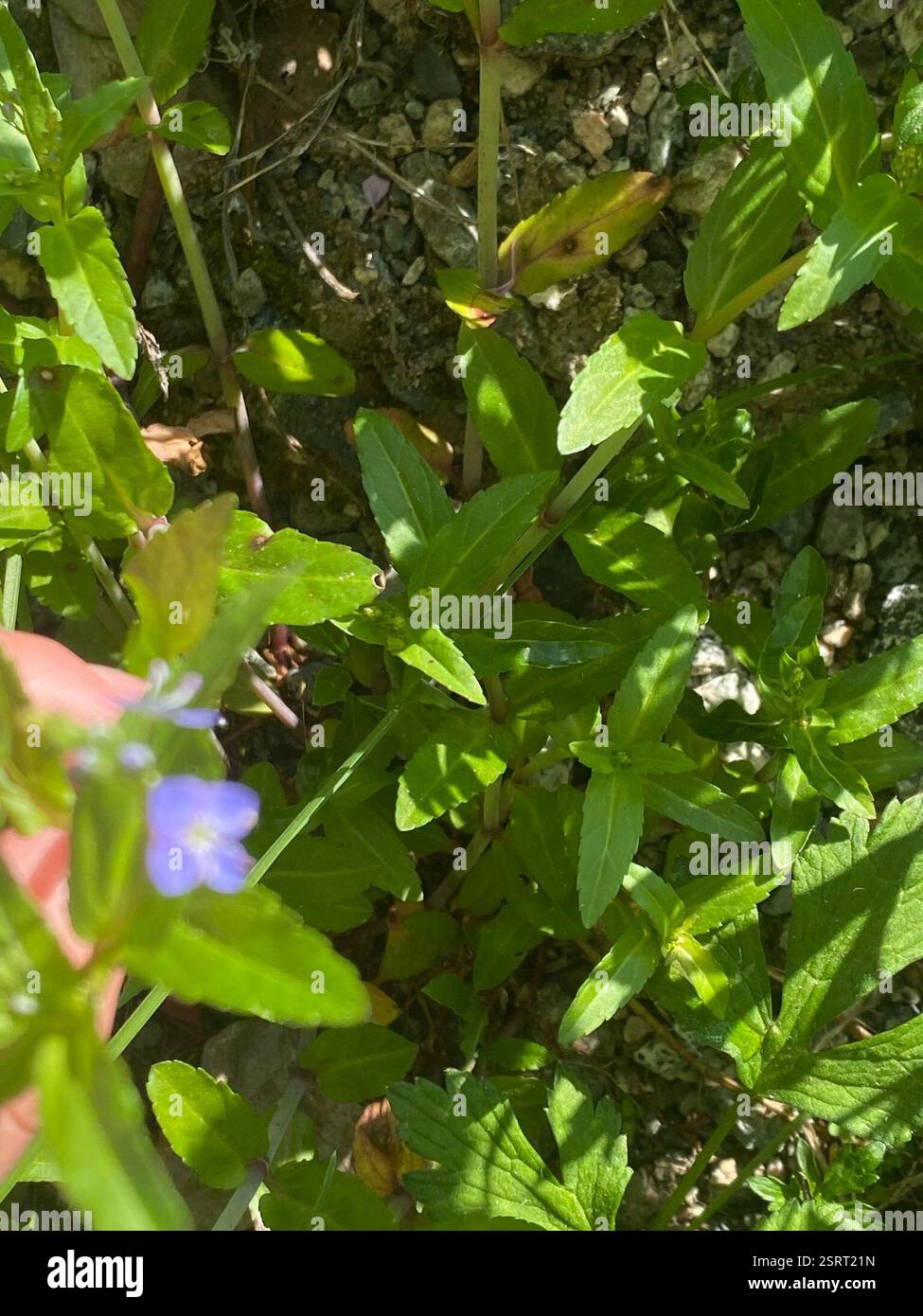 American brooklime (Veronica americana), Plantae, Bridgeway St ...