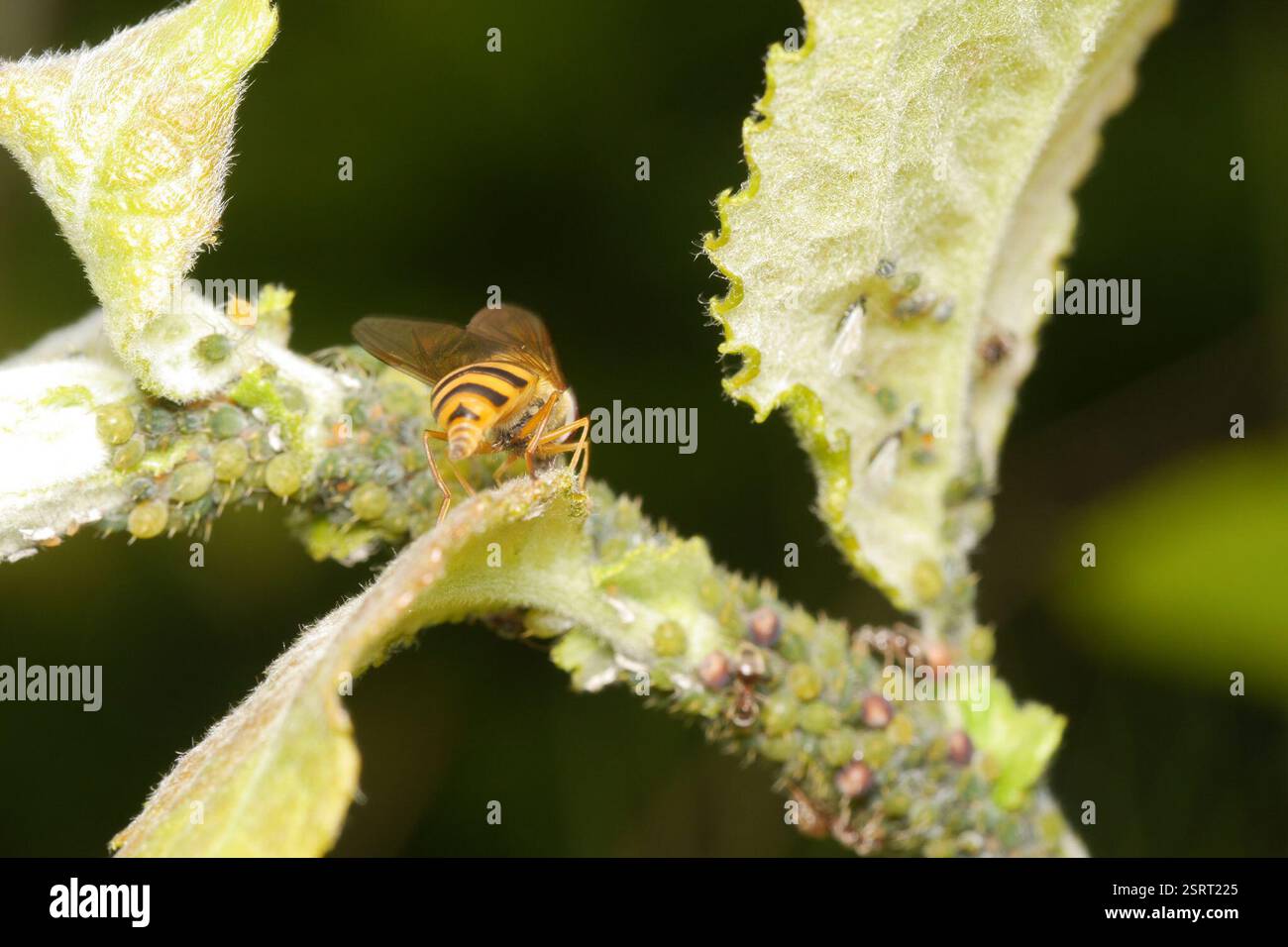 (Epistrophe), Insecta, Beulich, Deutschland, on Salix, laying eggs next ...
