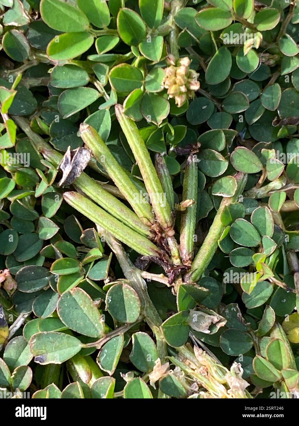 Creeping Indigo (Indigofera spicata), Plantae, Queensland University of ...