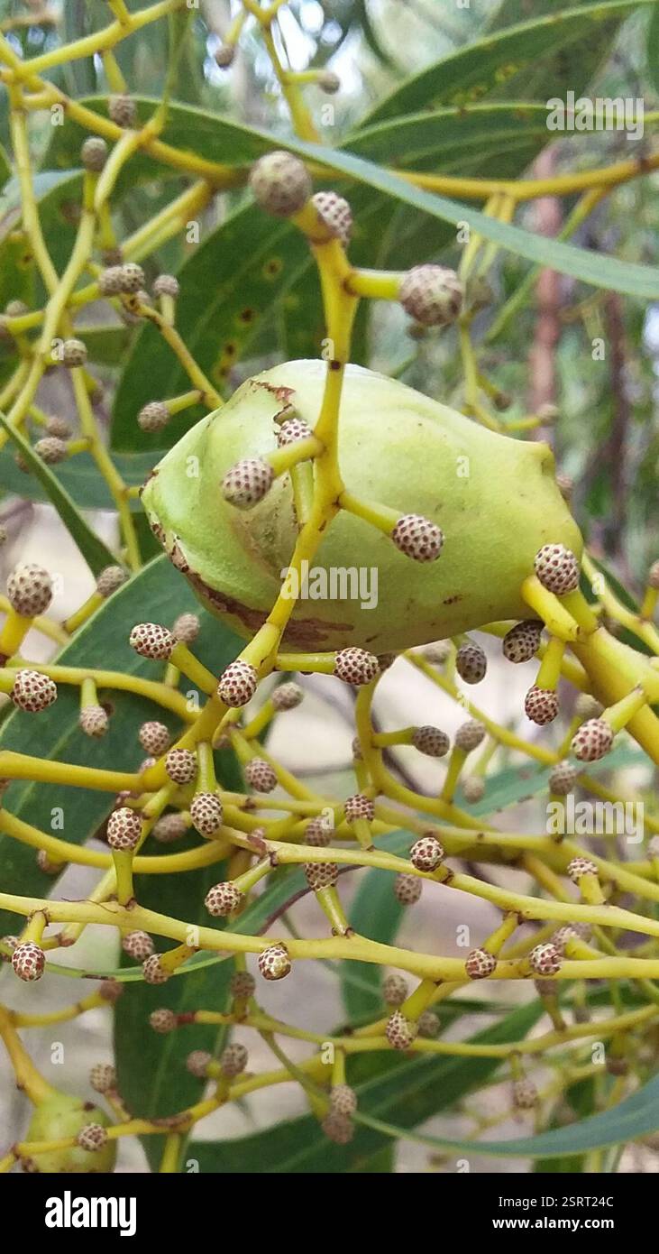Acacia gall wasp hi-res stock photography and images - Alamy