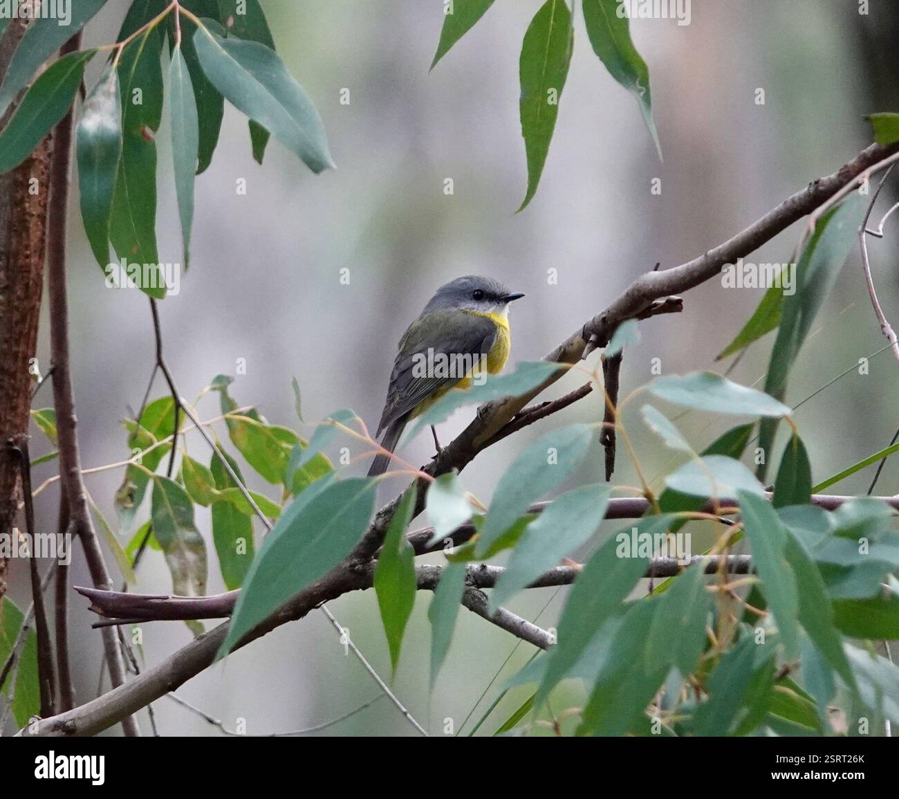 Eastern Yellow Robin (Eopsaltria australis), Aves, Dandenong Ranges ...