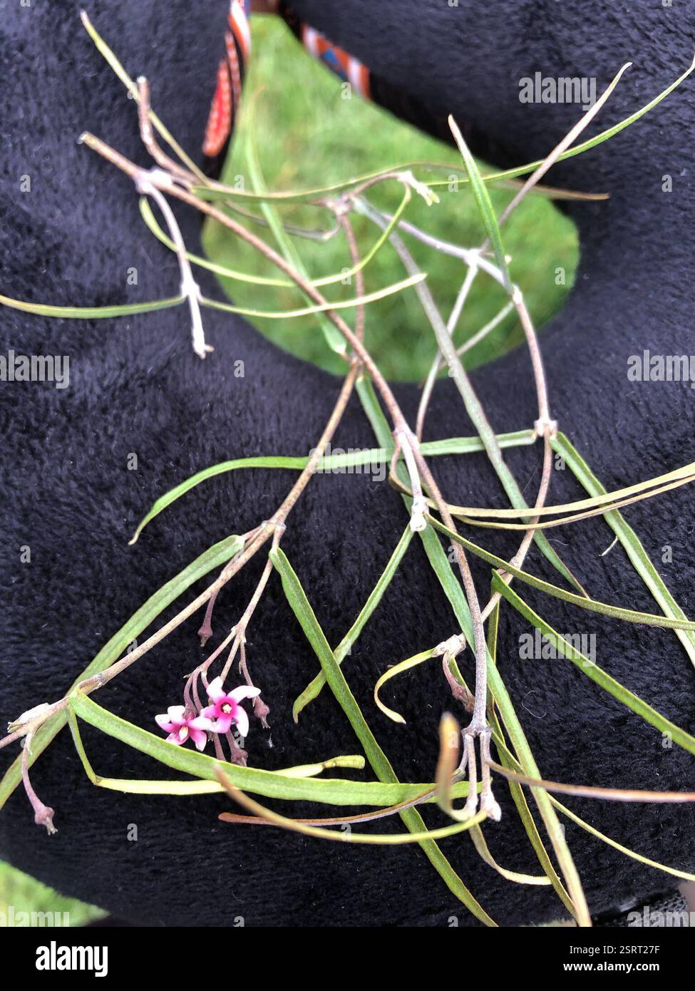 (Parsonsia capsularis rosea), Plantae, Te Waipounamu/South Island ...