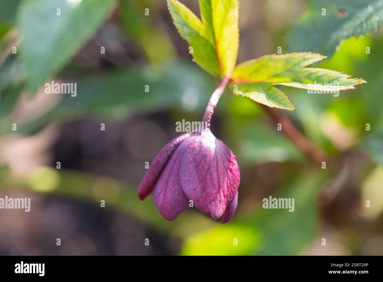 Helleborus x Hybridus ' Pretty Ellen Red' Stock Photo - Alamy
