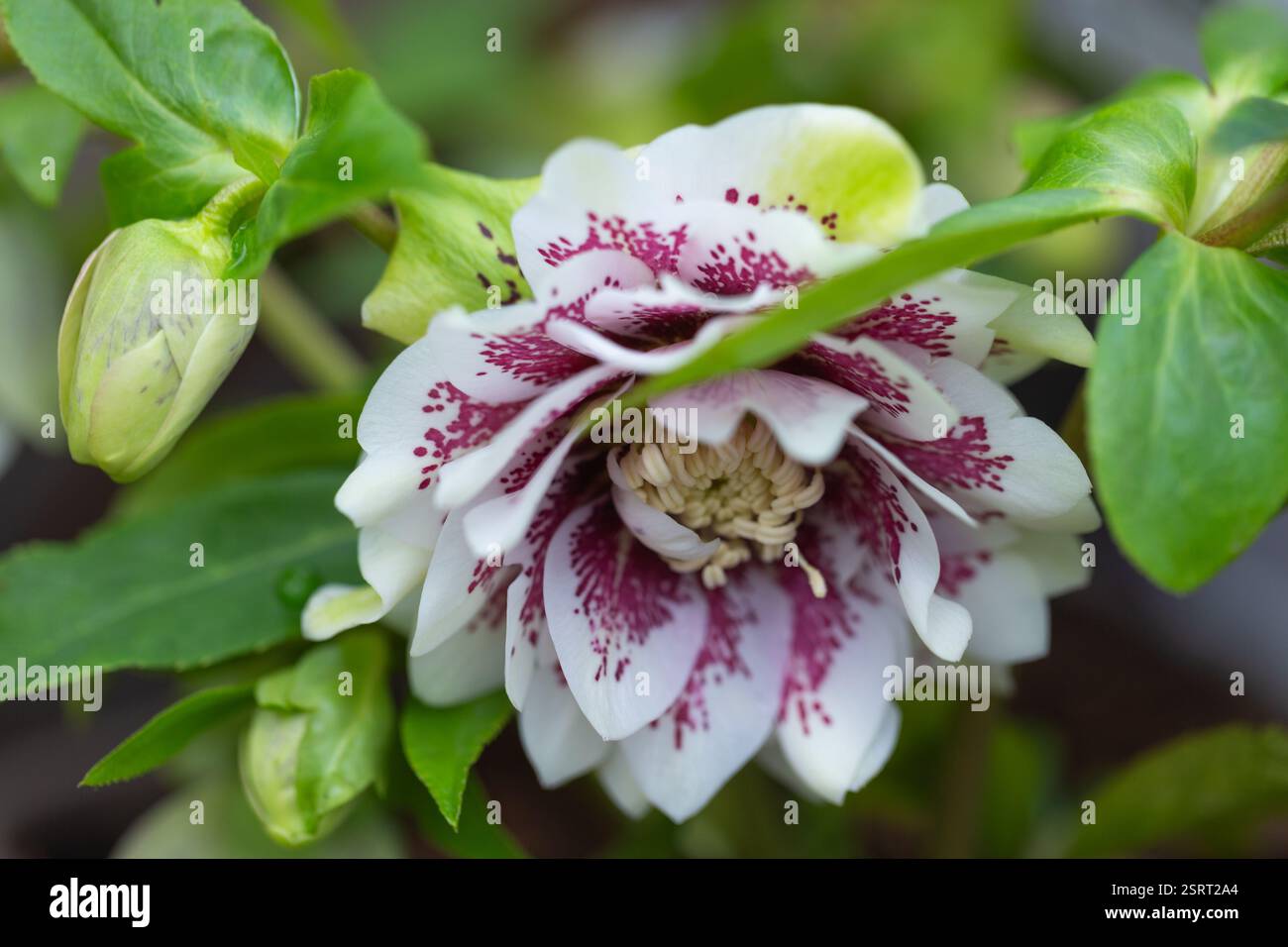 Lovely New Spotted Hellebore variety, Hellebore Spring Promise Molly ...