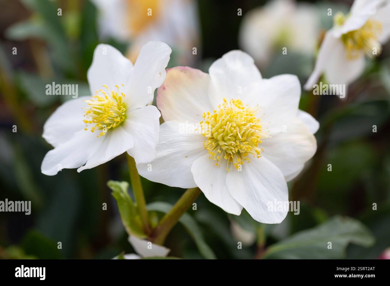 Snowy-white with yellow-centred anthers and stigma - lovely new ...