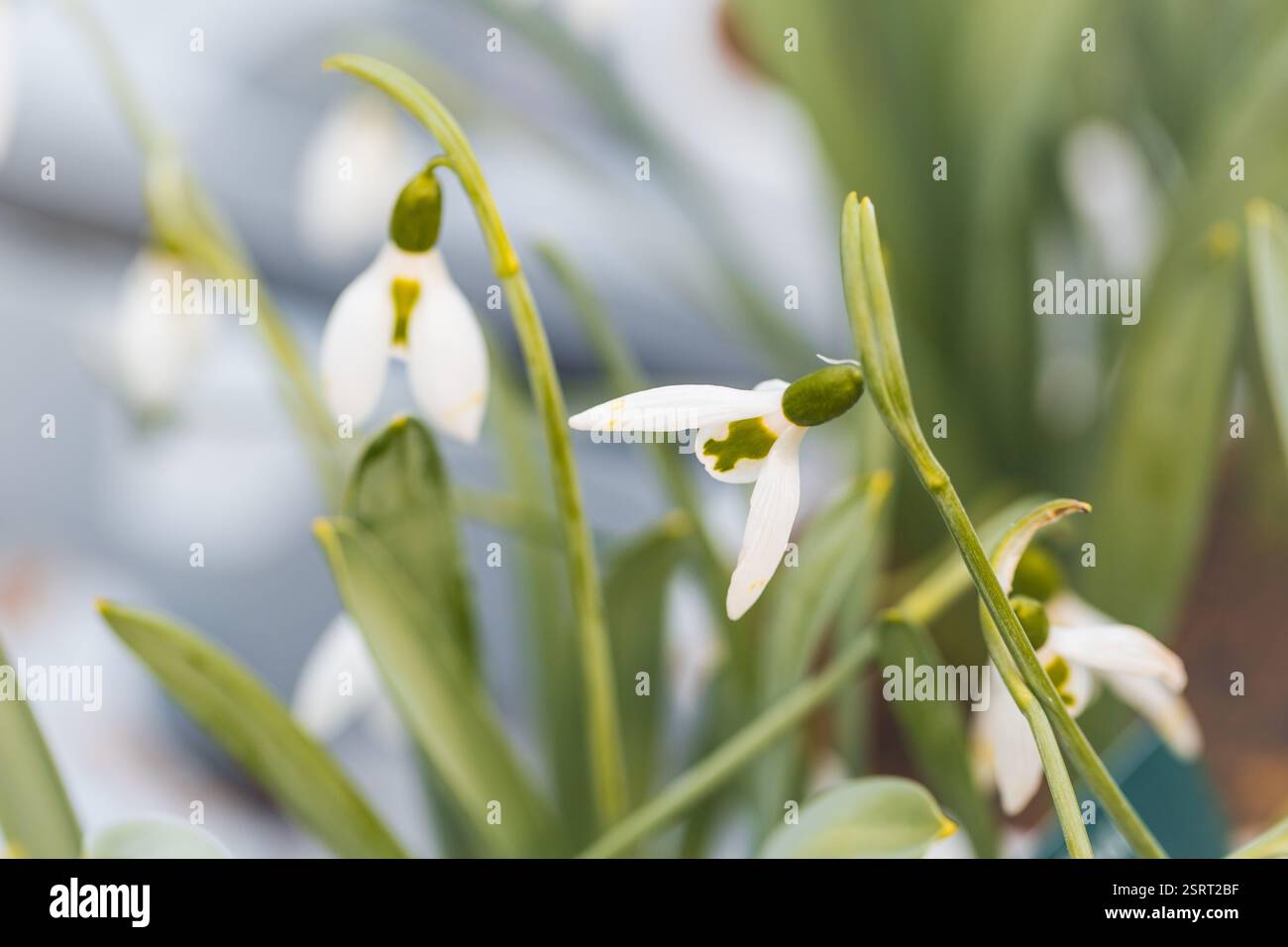 Galanthus varieties hi-res stock photography and images - Alamy