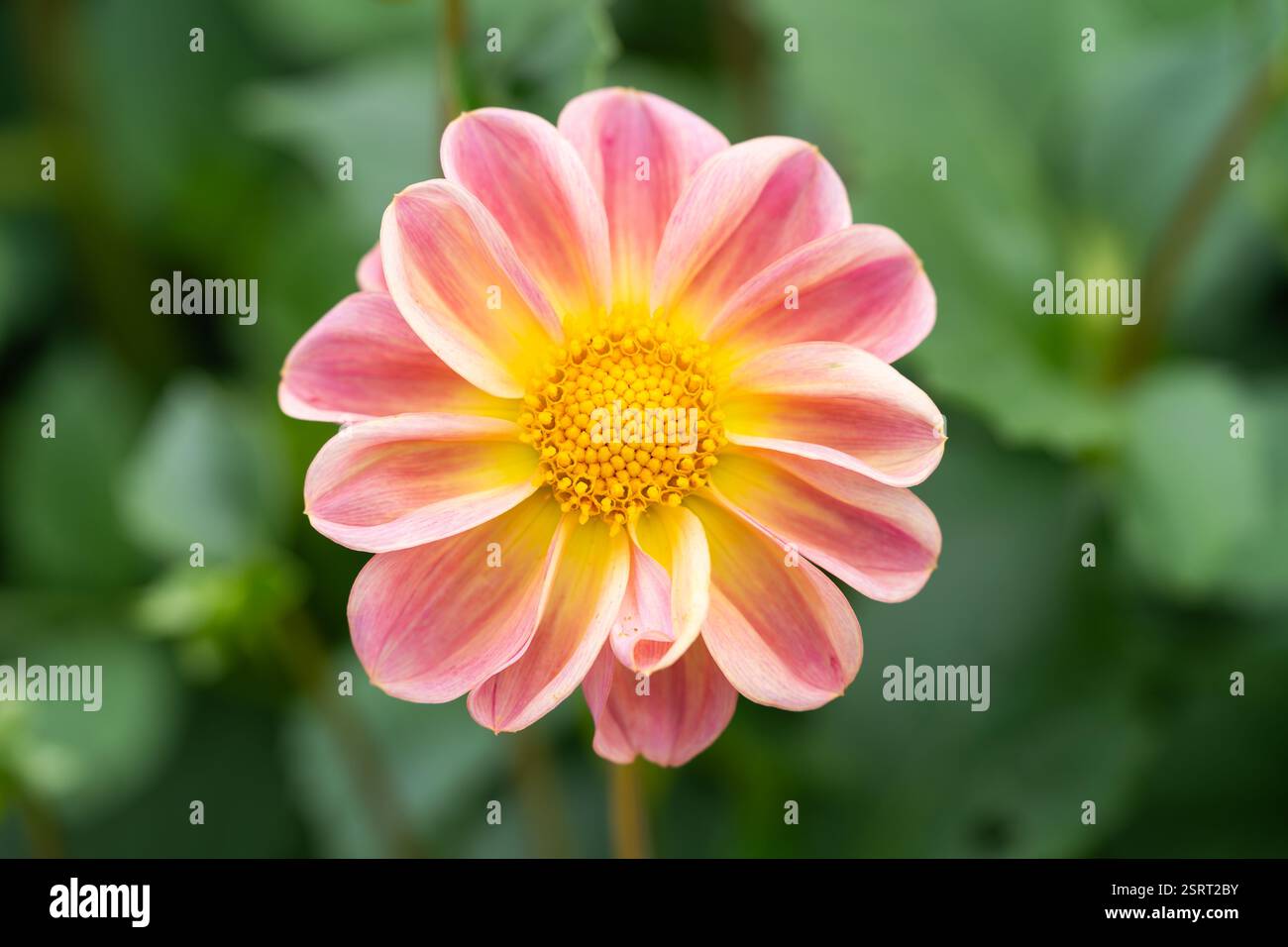 What is this Stock Photo - Alamy