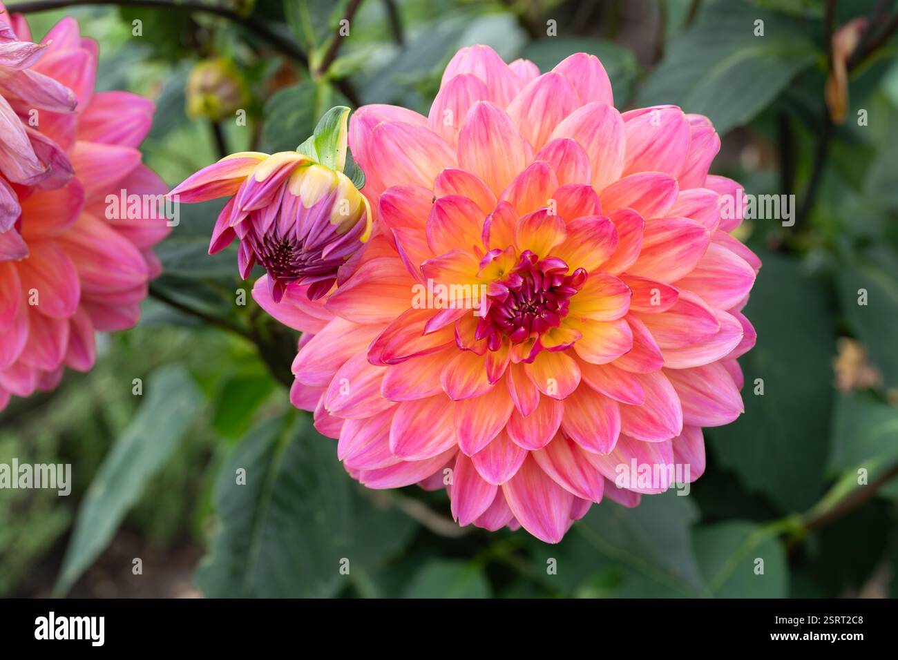 Dahlia 'Ken's Rarity' - a clump-forming, deciduous waterlily Dahlia ...