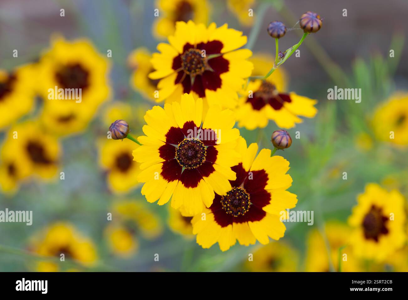 Coreopsis tinctoria (dyer's tickseed, plains coreopsis, garden tickseed ...