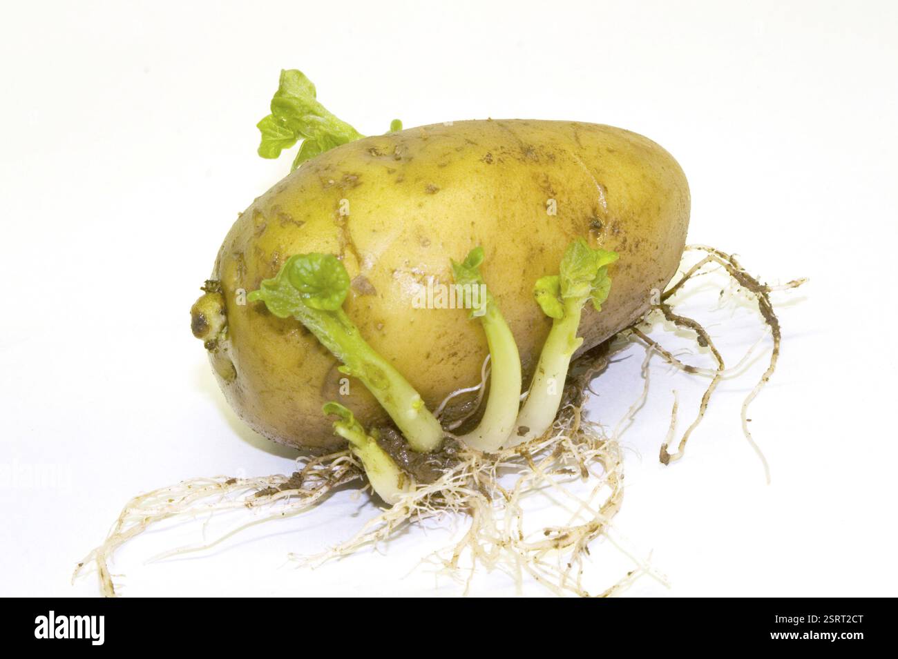 Vegetable, aloo or sprouted potato on white background Stock Photo - Alamy