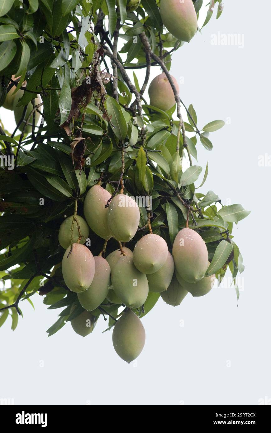 Unripe green mango mangifera indica on tree at Champakulam, Kerala ...
