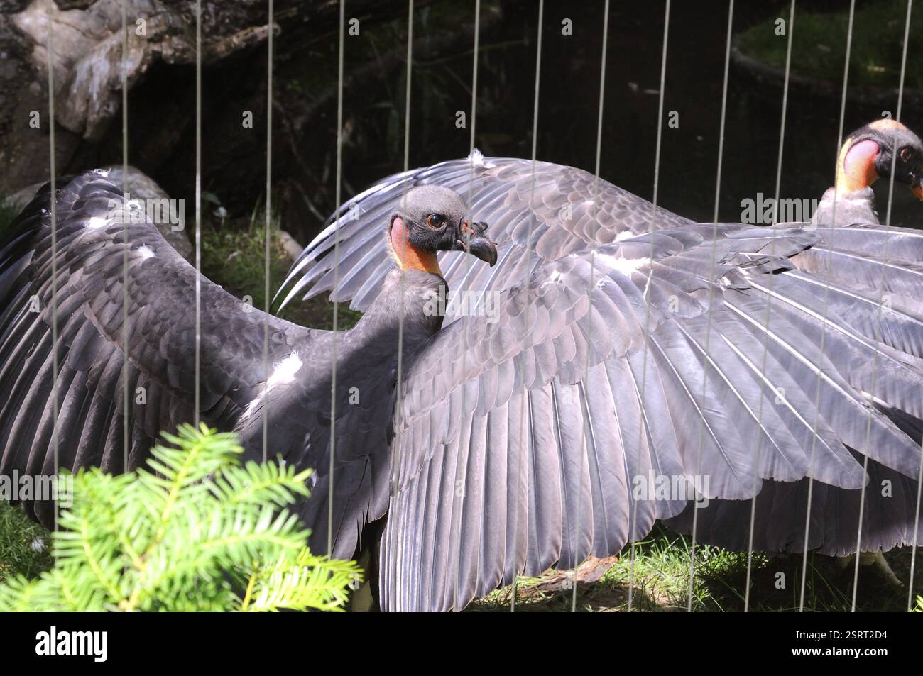 Birds, King vulture in Bronx zoo, New York, USA United States Of ...