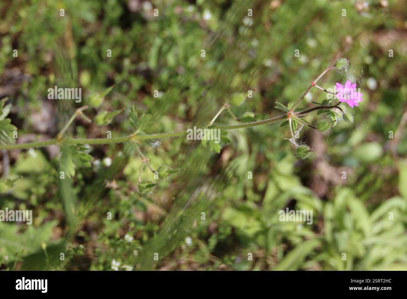 Dove's-foot crane's-bill (Geranium molle), Plantae, Luxembourg ...