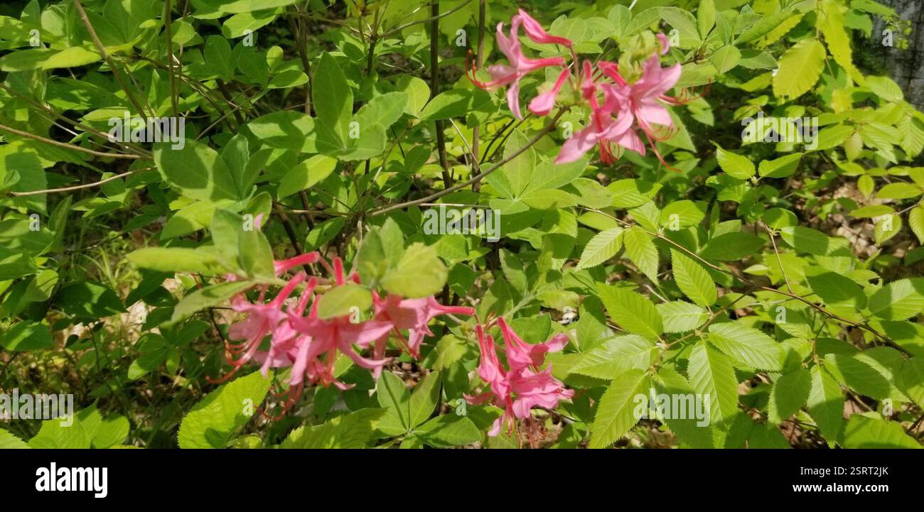 early azalea (Rhododendron prinophyllum), Plantae, Buckland, MA, USA ...