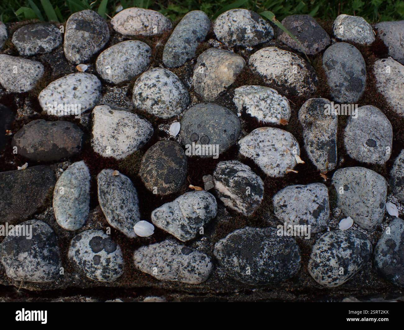 Map Lichens (Rhizocarpon), Fungi, James Bay, Victoria, BC, Canada, On ...