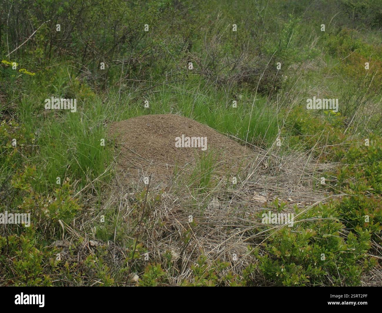 Allegheny Mound Ant (Formica exsectoides), Insecta, Gill, MA, USA Stock ...