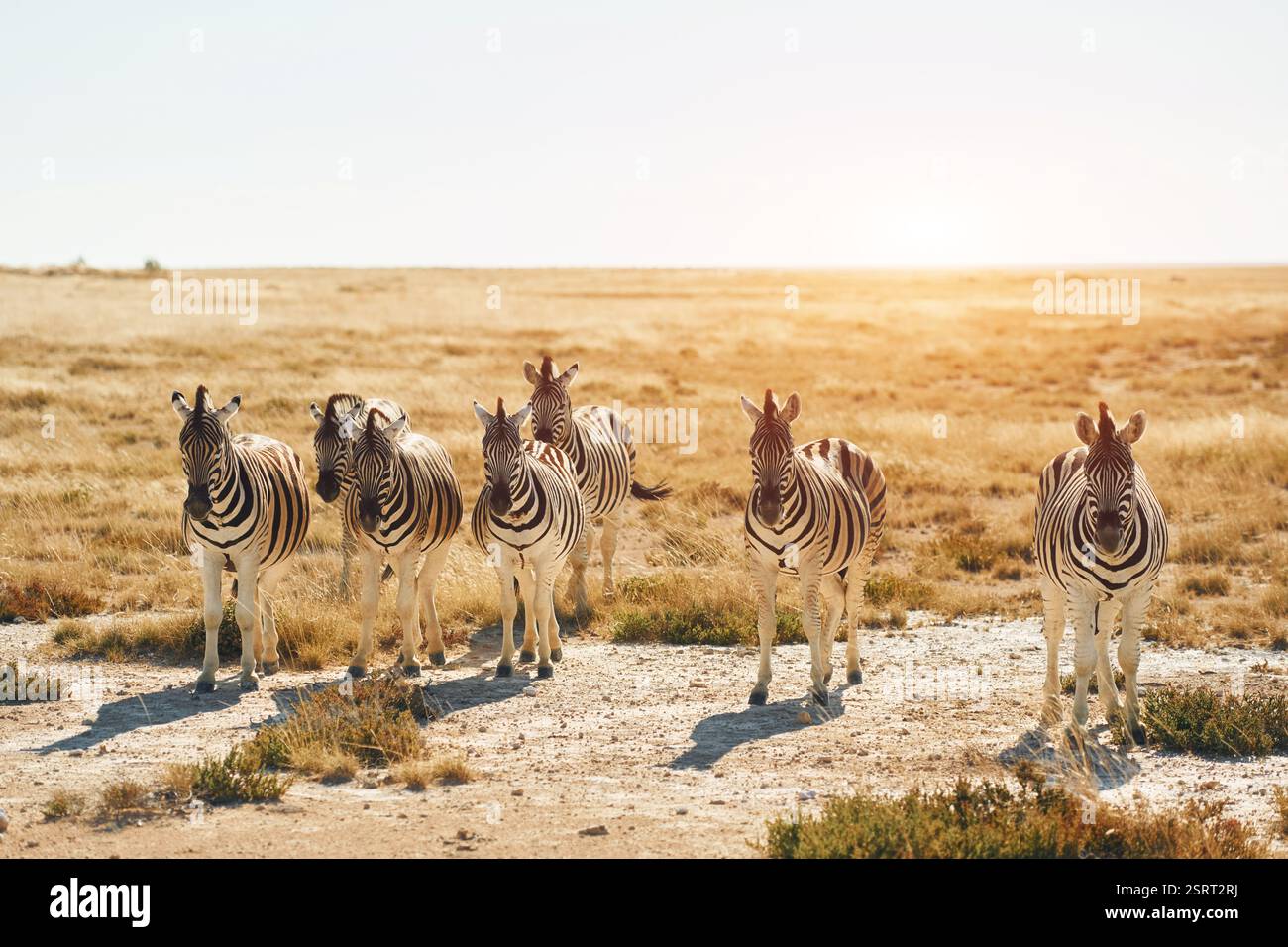 Beautiful animals. Zebras in the wildlife at daytime Stock Photo - Alamy