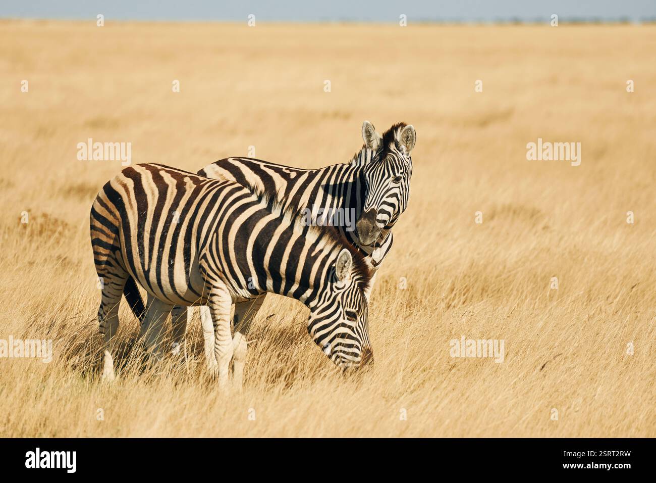 Beautiful animals. Zebras in the wildlife at daytime Stock Photo - Alamy