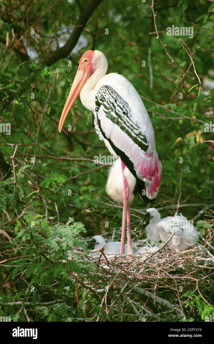 Painted stork bird, telineelapuram, tekkali, andhra pradesh, India ...