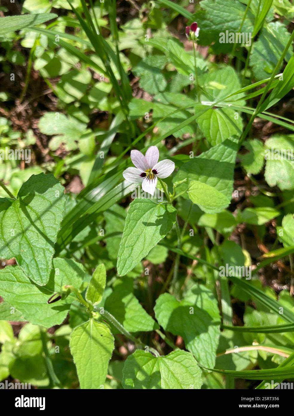 western heart's ease (Viola ocellata), Plantae, Huddart Park, Woodside ...