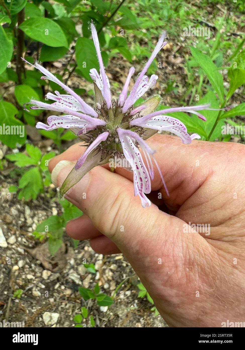 Eastern Beebalm (Monarda bradburiana), Plantae, Meramec State Park ...