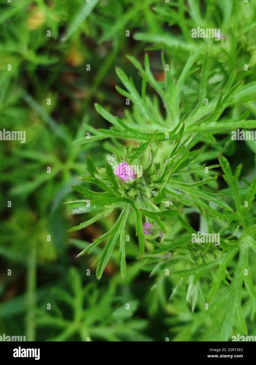 Cut-leaved crane's-bill (Geranium dissectum), Plantae, 56310 Guern ...
