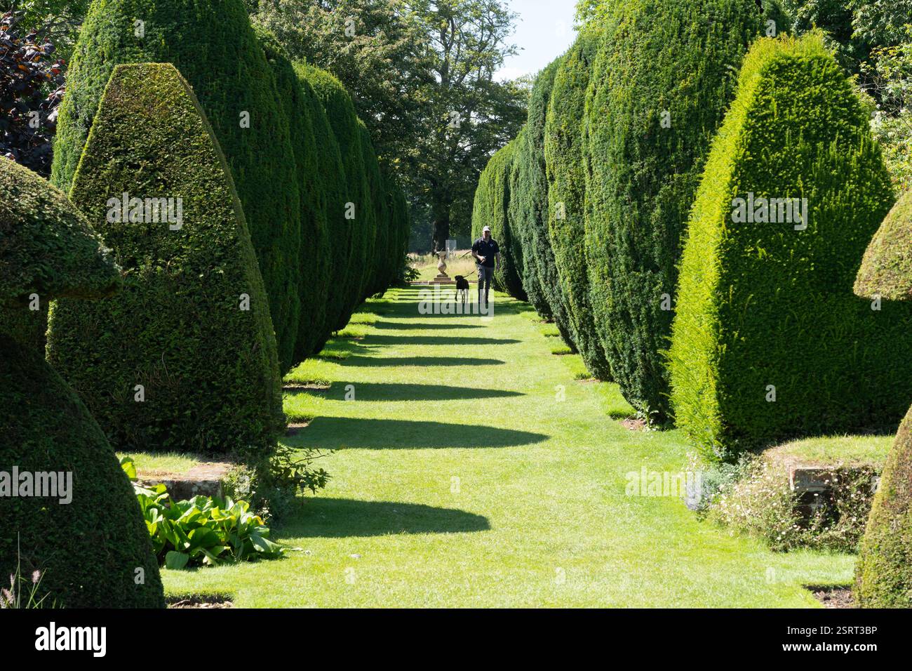 The 'Yew Path' (or 'Long Walk') within the formal gardens created by ...