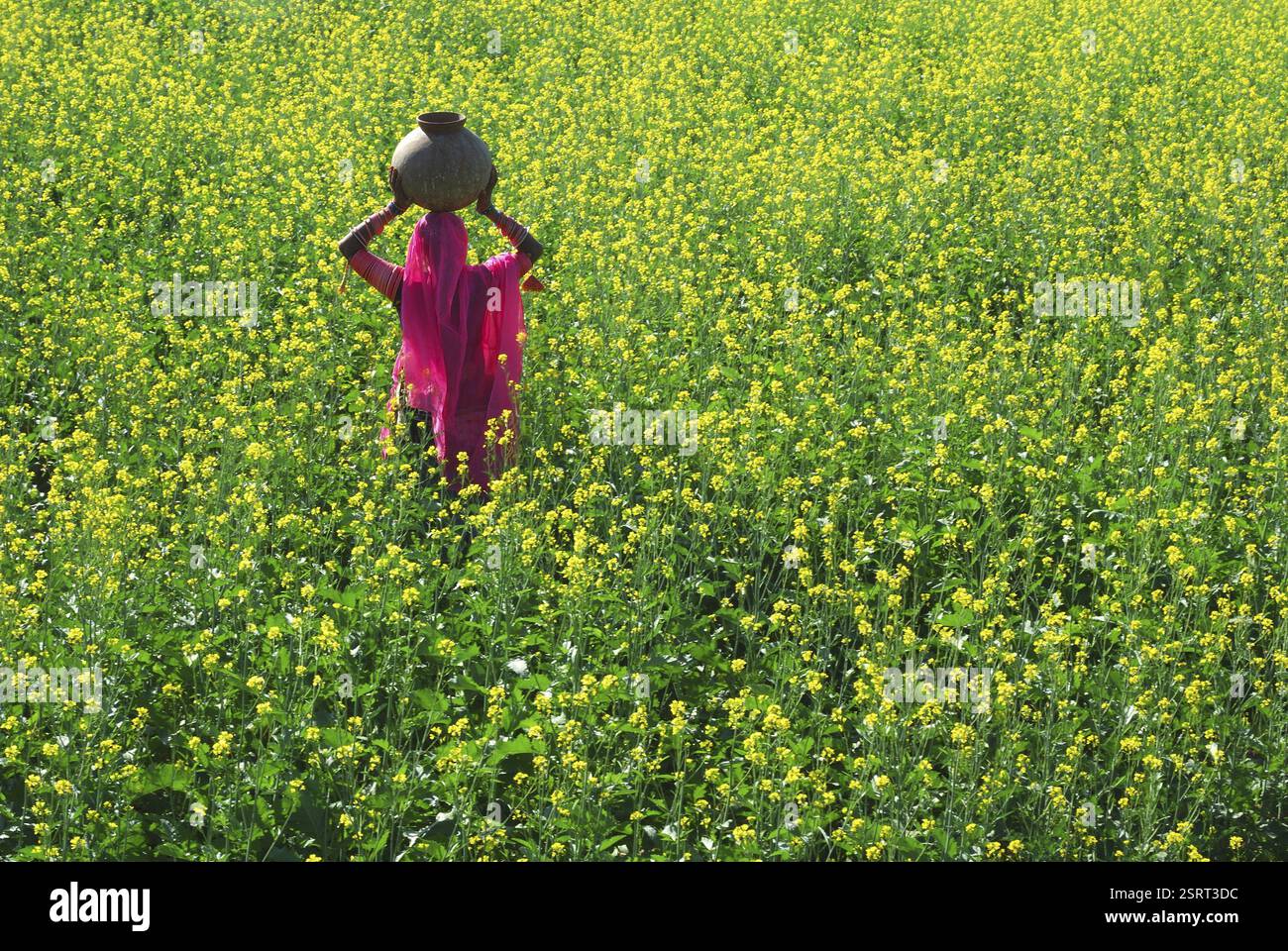 Lady carrying earthen pitcher on head crossing mustard field, Mathania ...