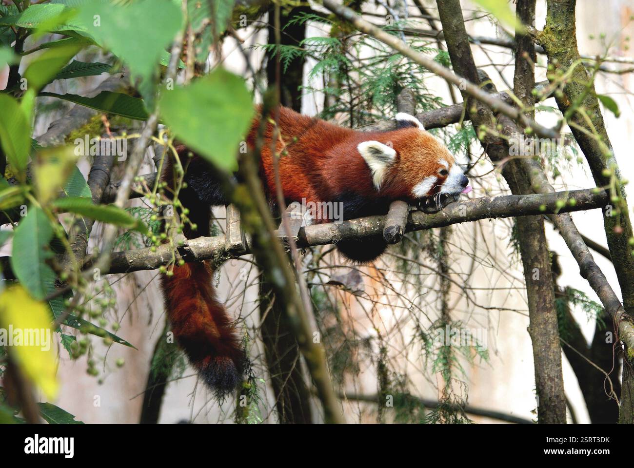 Asian red panda hi-res stock photography and images - Alamy
