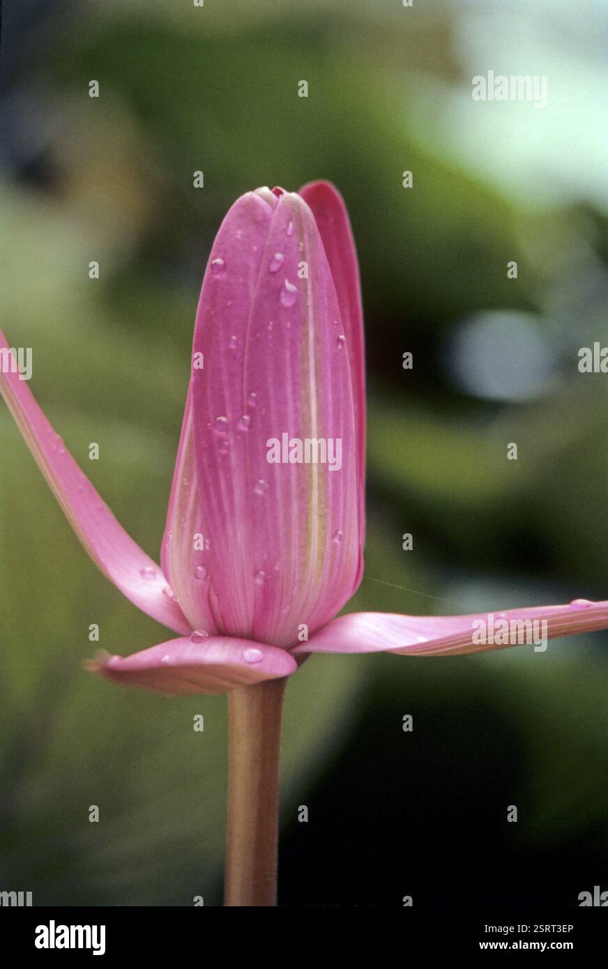 Buds nelumbo nucifera hi-res stock photography and images - Alamy