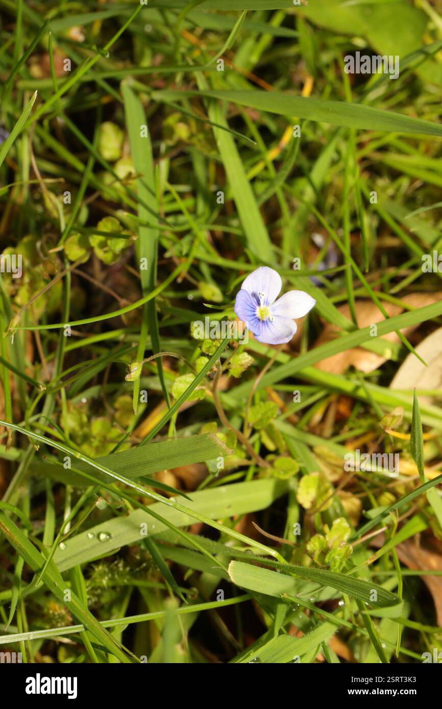Slender speedwell (Veronica filiformis), Plantae, Norton Priory, Tudor ...