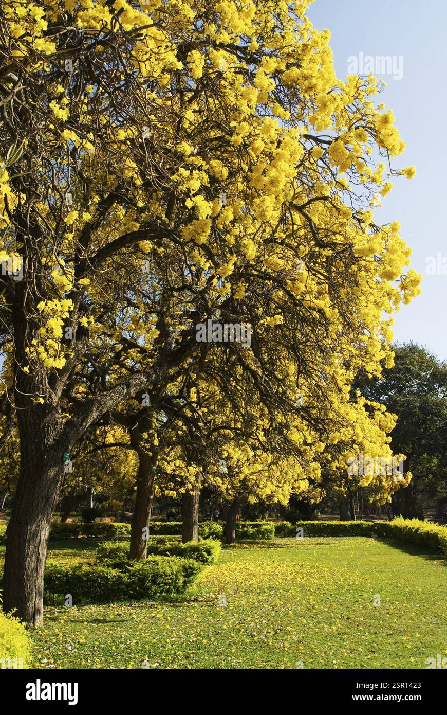 Tabebuia Argentea tree in bloom in Cubbon Park, Bangalore, Karnataka ...