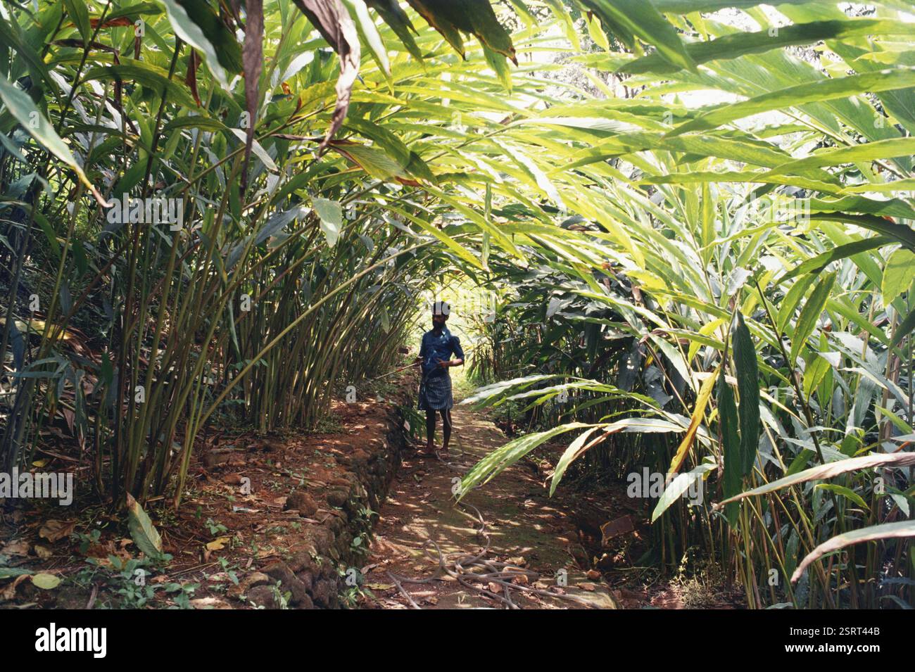 Cardamom plants, India, Asia Stock Photo - Alamy