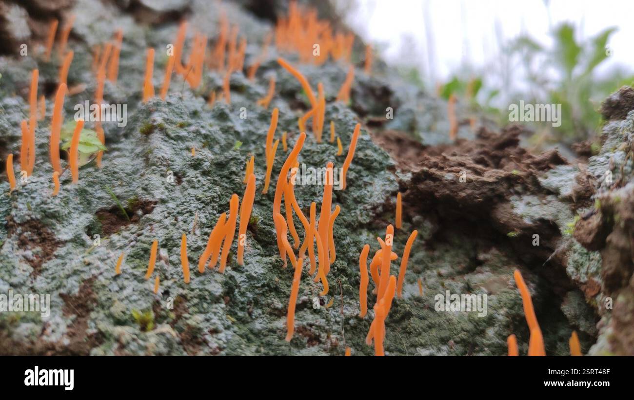 (Sulzbacheromyces sinensis), Fungi, 中国江西省上饶市婺源县 Stock Photo - Alamy