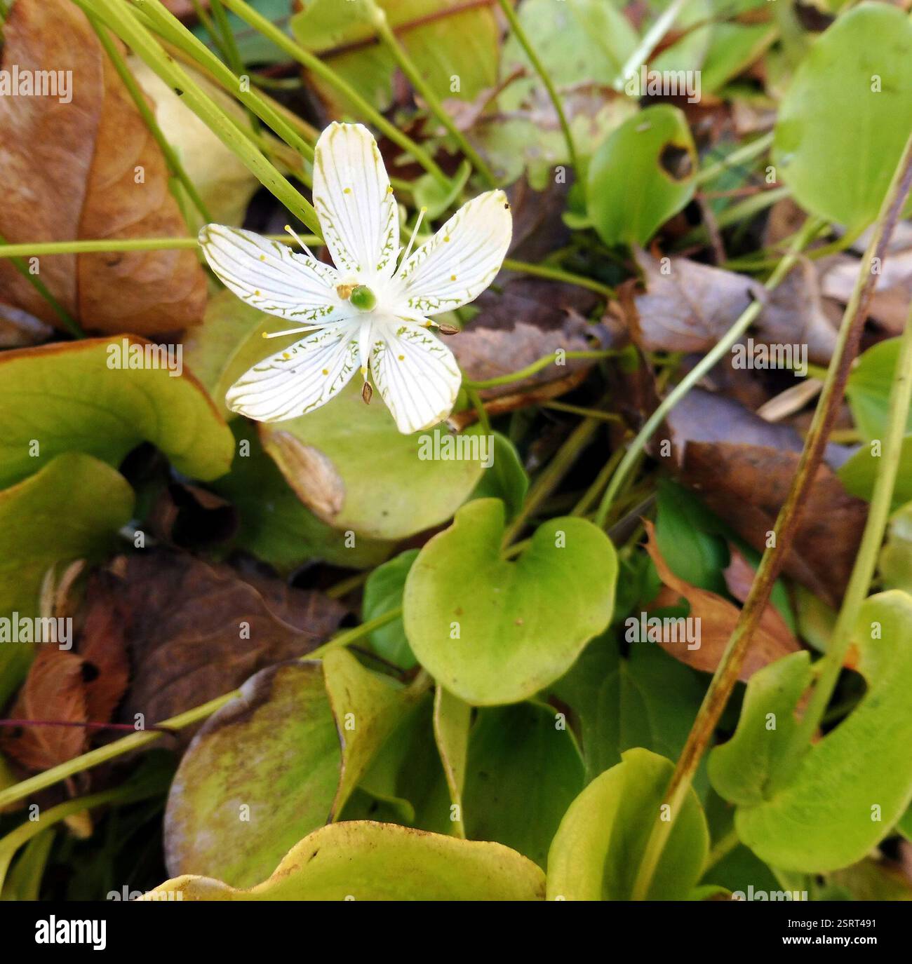 bigleaf grass-of-parnassus (Parnassia grandifolia), Plantae, Lewis ...