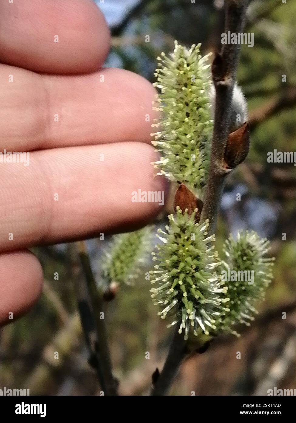 goat willow (Salix caprea), Plantae, Октябрьский, Иркутская обл ...