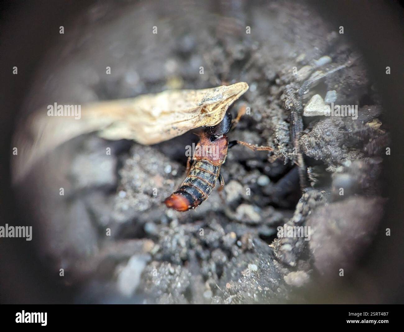 (Platydracus cinnamopterus), Insecta, Bradfield Hall, Ithaca, NY 14850 ...
