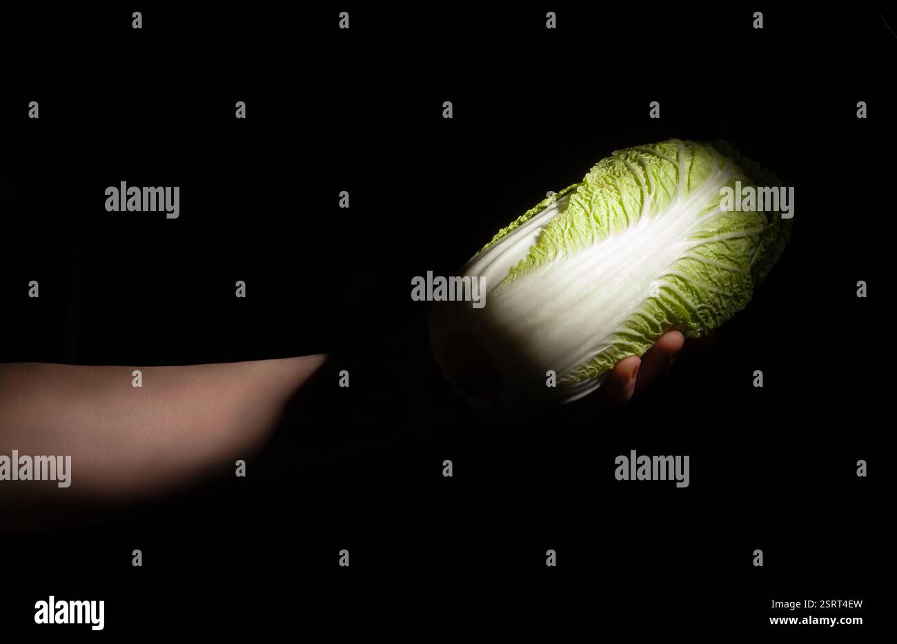 chinese cabbage in hand on black background Stock Photo - Alamy