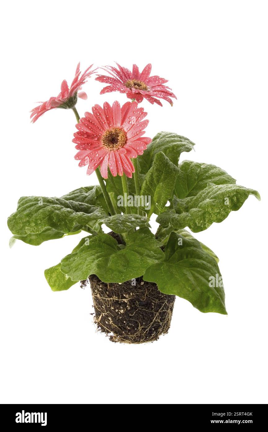 Spring flowers with root system Stock Photo - Alamy