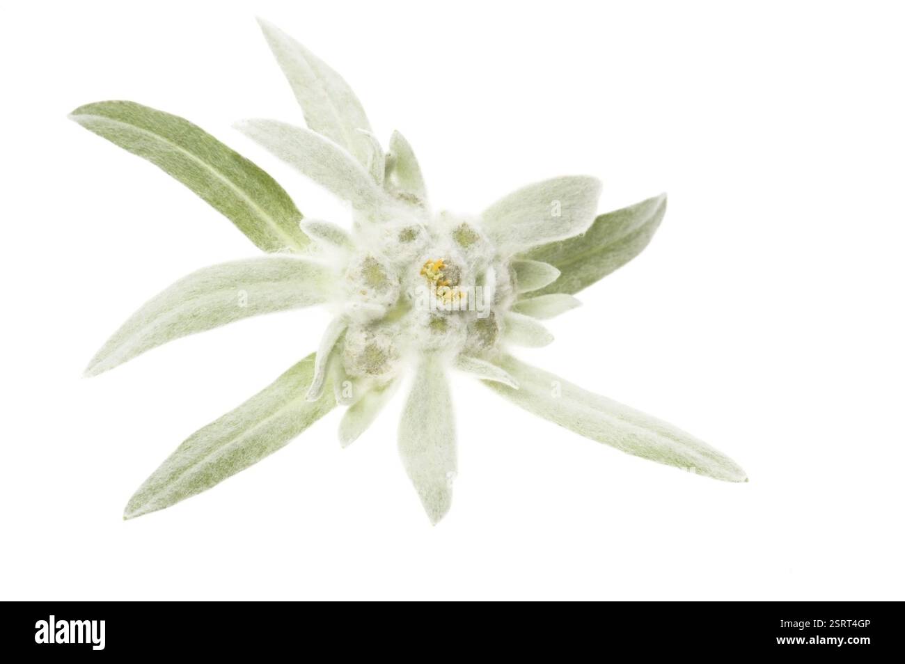 Edelweiss flowers in snow hi-res stock photography and images - Alamy