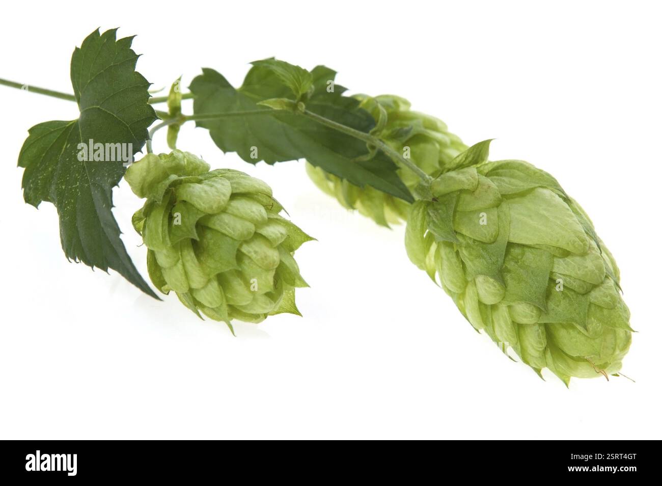 Detail of hop cone and leaves on white background Stock Photo - Alamy