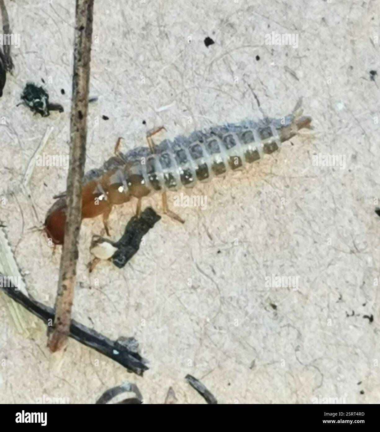 (Staphylinini), Insecta, 31160 Urjala, Suomi Stock Photo - Alamy