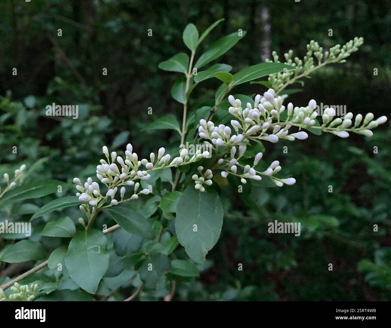 Chinese privet (Ligustrum sinense), Plantae, Beavers Bend State Park ...