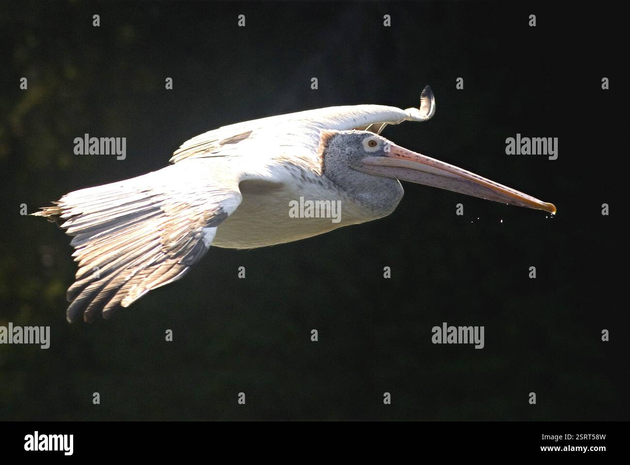 Birds, spotted billed pelican pelecanus philippensis in flight dripping ...