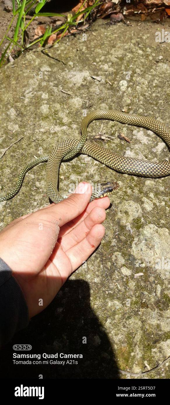Speckled racer drymobius margaritiferus hi-res stock photography and ...