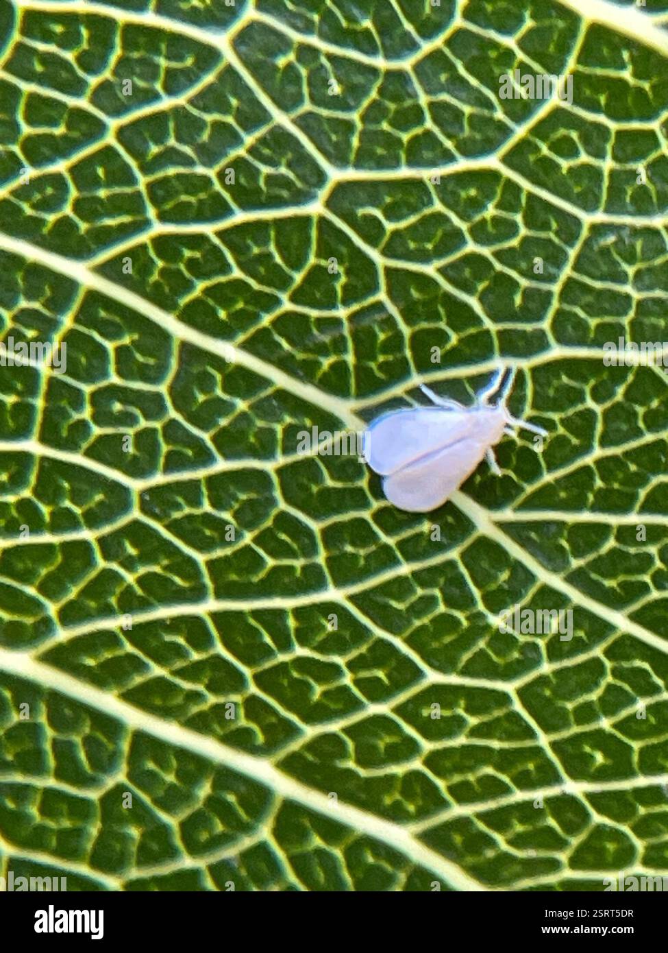 Whiteflies (Aleyrodidae), Insecta, Melbourne VIC, Australia Stock Photo - Alamy