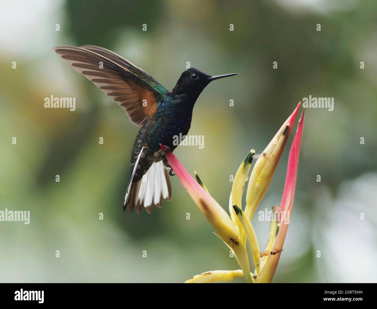 Velvet Purple Coronet Stock Photo - Alamy