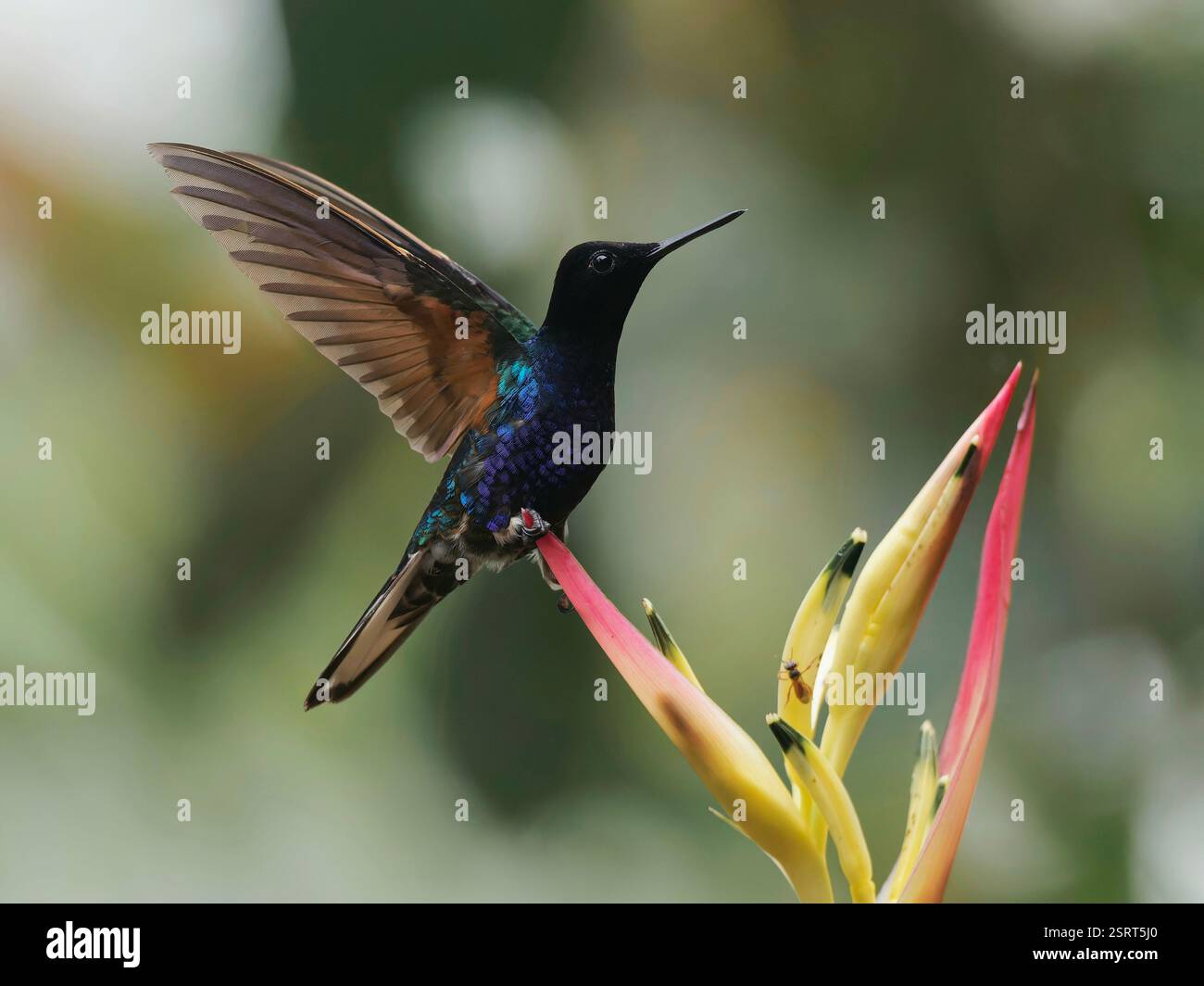 Wings beak fly flying aves scaly legs no teeth hard hi-res stock ...